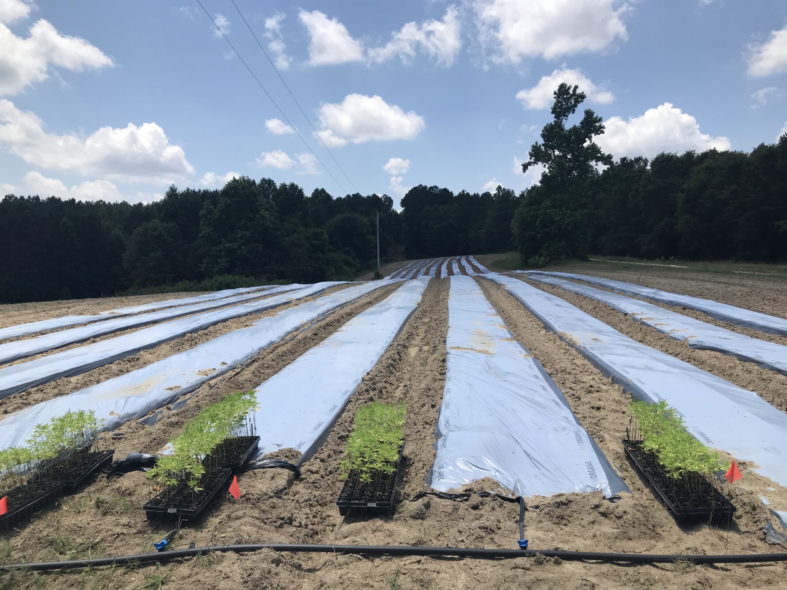 Get to know us. Get to know our Hemp. Get to harvest your own ...